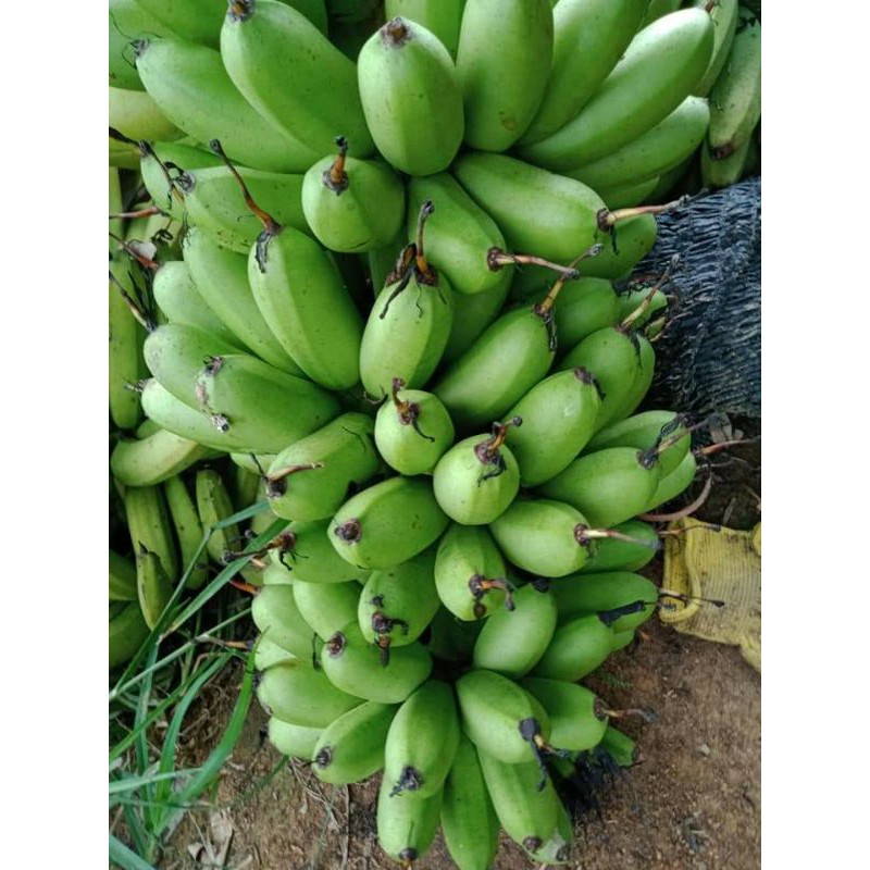 anak benih pokok pisang /nangka/restali/kebatu/kelatlego/nipah/awak ...