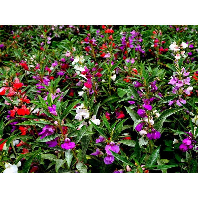 Biji Benih Bunga Keembung Mix Colour (20 biji benih) / 凤仙花 混色 花种子 ...
