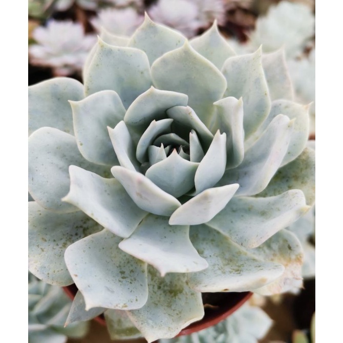 FT live succulent Echeveria blue bird 薄叶蓝鸟 9cm pot | Shopee Malaysia