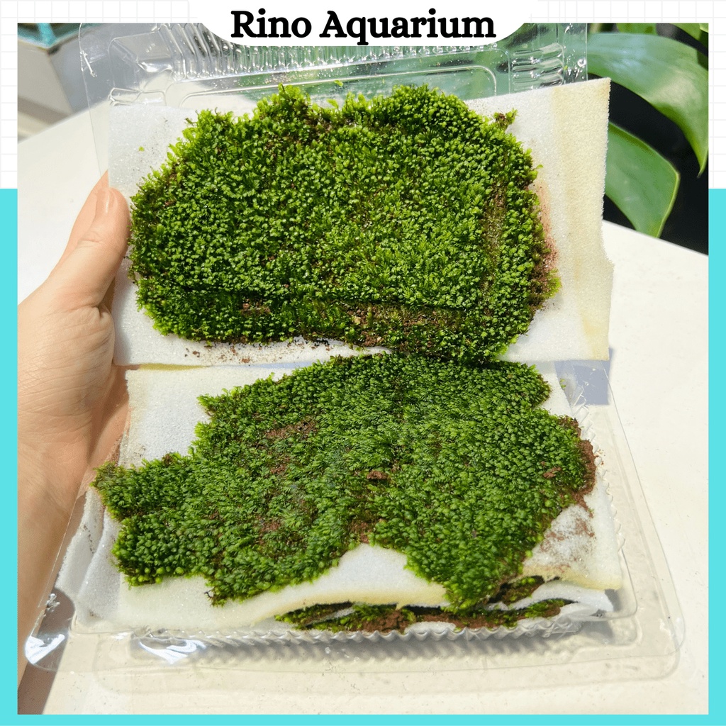 Mini Fiss Water Leaf Moss (Box of 5 Layers of Moss Size 16x10cm ...