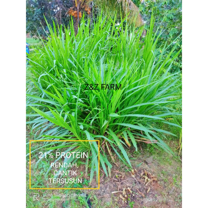 (HOT SELLING🔥)𝐁𝐄𝐍𝐈𝐇 RUMPUT NAPIER PANDAN DWARF & PAKCHONG DBN KAMBING ...