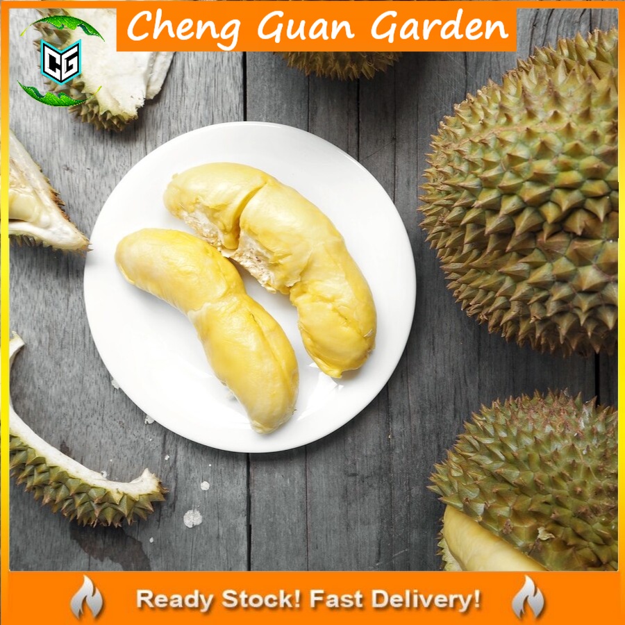 Anak Pokok Durian Chanee Kani D123 Pokok Stabil Cepat Berbuah Import ...