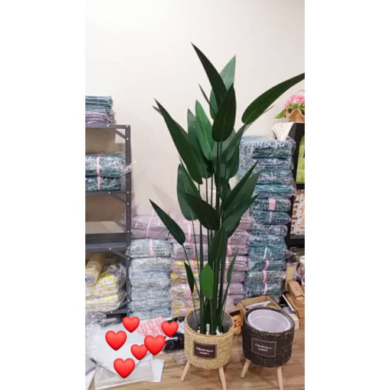 🔥Hot Item🔥 Pokok Skybird Viral dan Pasu Bunga Viral | Shopee Malaysia