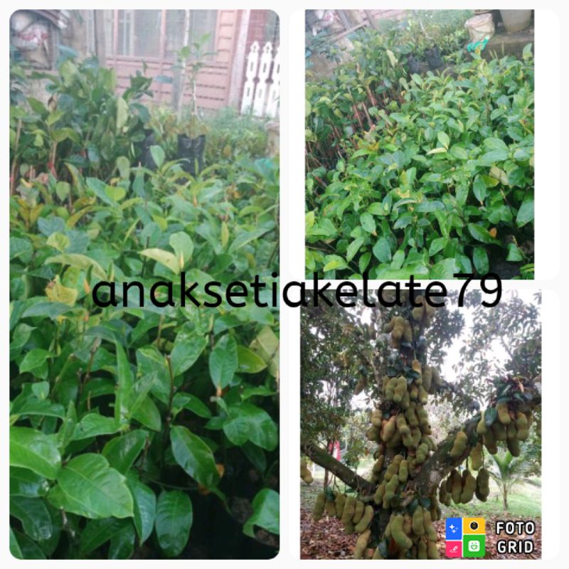 pokok cempedak madu ch28 | Shopee Malaysia