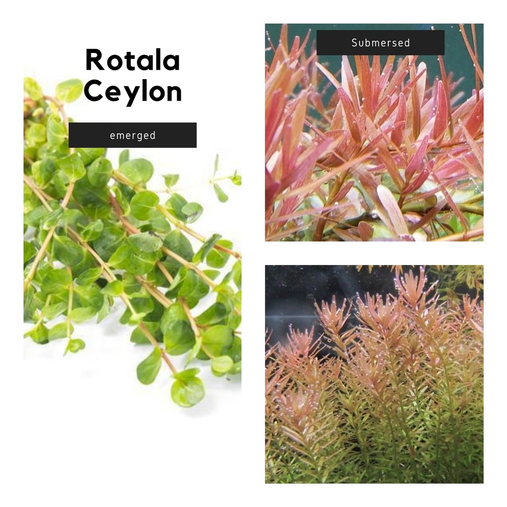 Rotala Plants Various Types for Aquascape Fish Aquarium Tank | Shopee ...