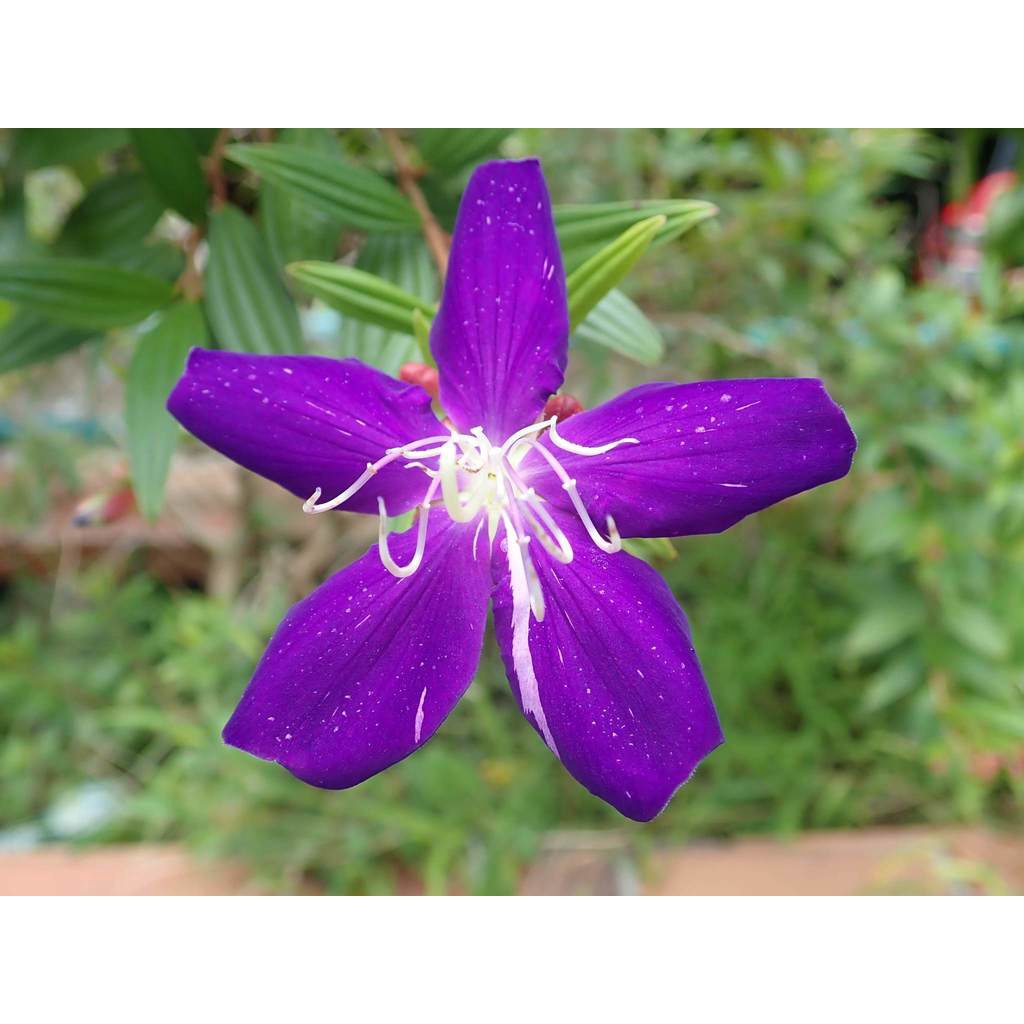 Senduduk PurpleSendusuk White real live outdoor plant anak pokok ...