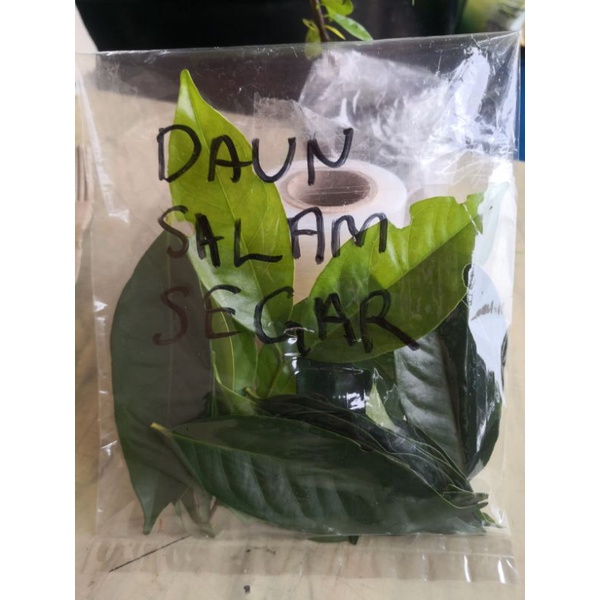 Anak Pokok Daun Salam atau Serai Kayu atau Samak | Shopee Malaysia Anak Pokok Daun Salam atau Serai Kayu atau Samak | Shopee Malaysia
