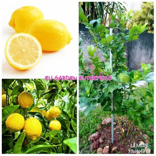 Pokok Buah Lemon HYBRID ( Citrus Lemon ) | Shopee Malaysia