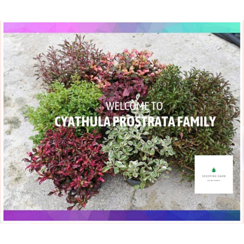 NSD - Cyathula Prostrata Family Live Plant 杯苋 | Shopee Malaysia