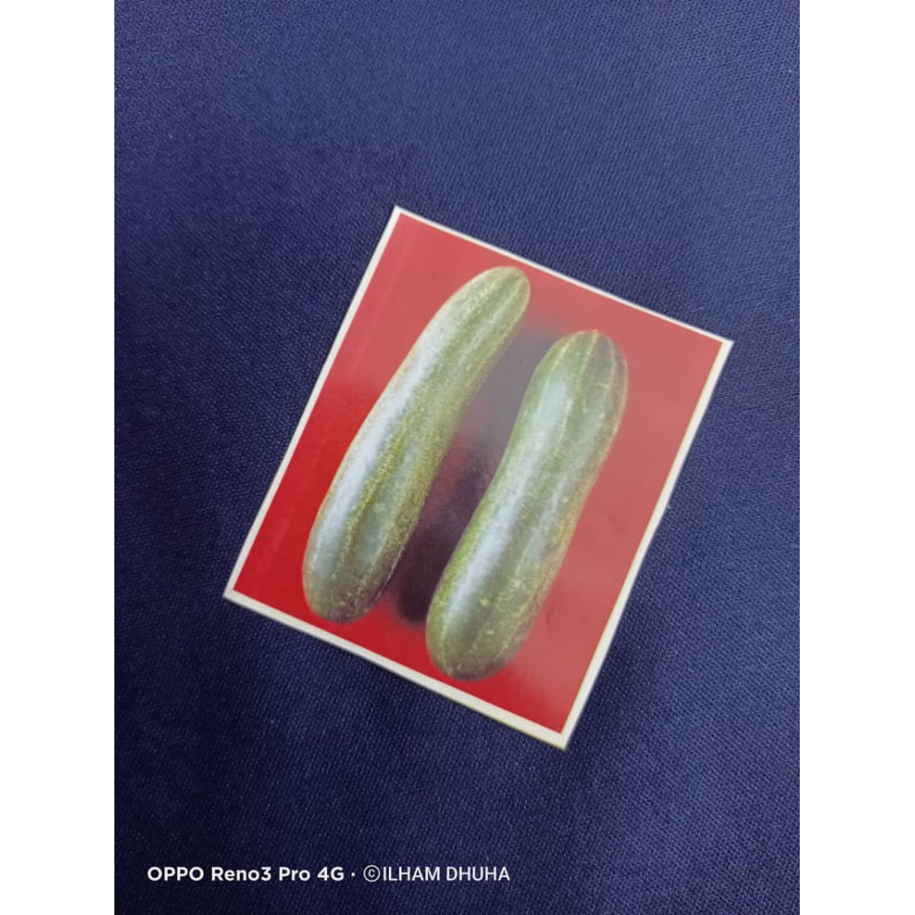 BIJI BENIH TIMUN BESAR / BIJI BENIH TIMUN / TIMUN / BENIH TIMUN ...