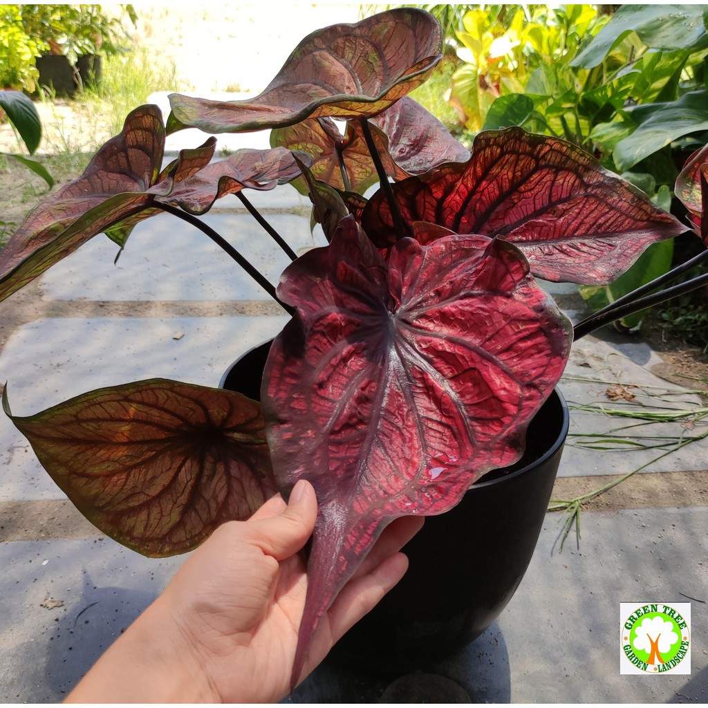 LIMITED EDITION: INDOOR PLANT -Caladium Red Velvet GIANT size for HOME ...