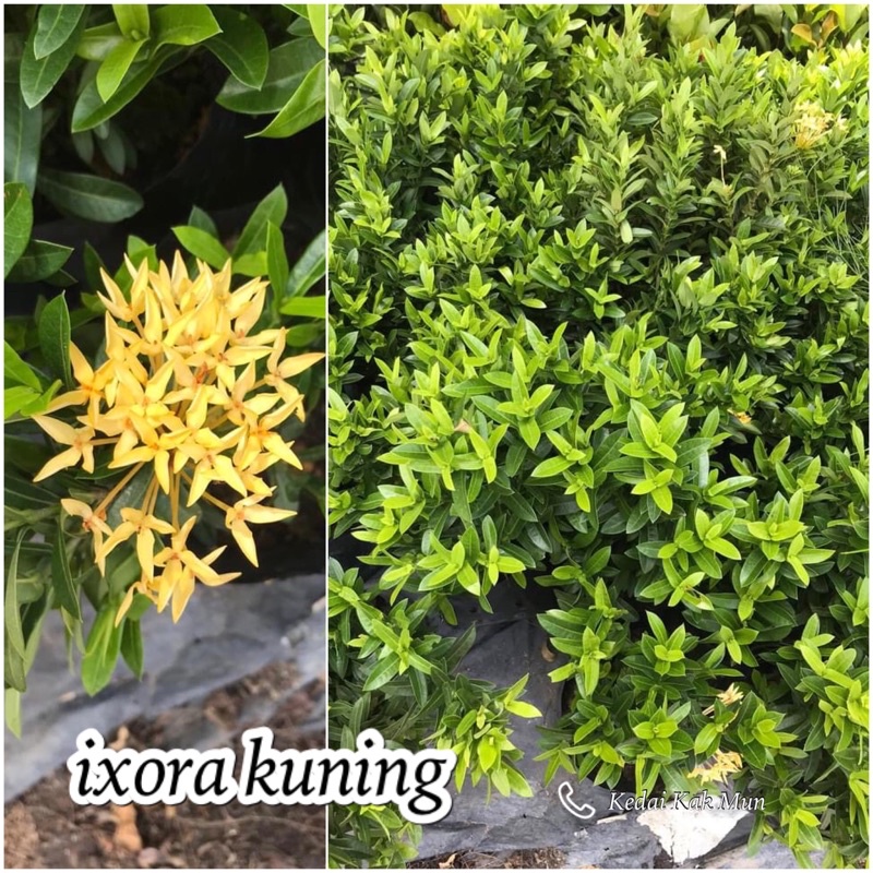 Pokok ixora / jejarum / siantan bunga wangi madagascar ixora, ixora ...
