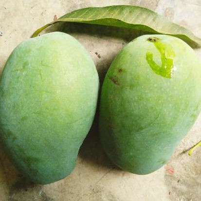 MANGGA HARUM MANIS PERLIS ORIGINAL(+kotak H.manis) | Shopee Malaysia