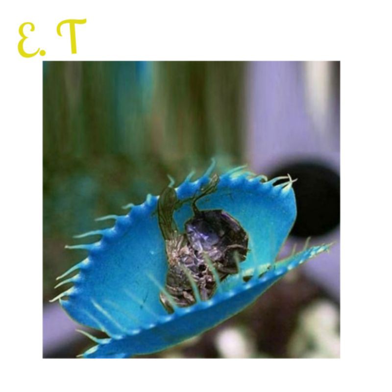 100Pcs1Pack Blue Flytrap Seeds Dionaea Muscipula Venus Bonsai Potted ...