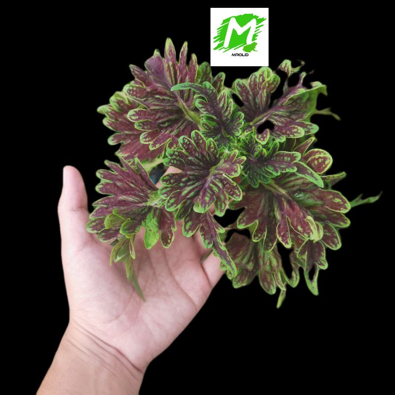 Pokok Bunga Ati-ati. (LH). (Tumbuhan darat) | Shopee Malaysia