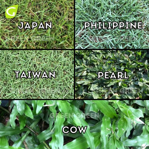 GG - Carpet Grass Japan Grass Philippine Grass Pearl Grass Taiwan Grass ...