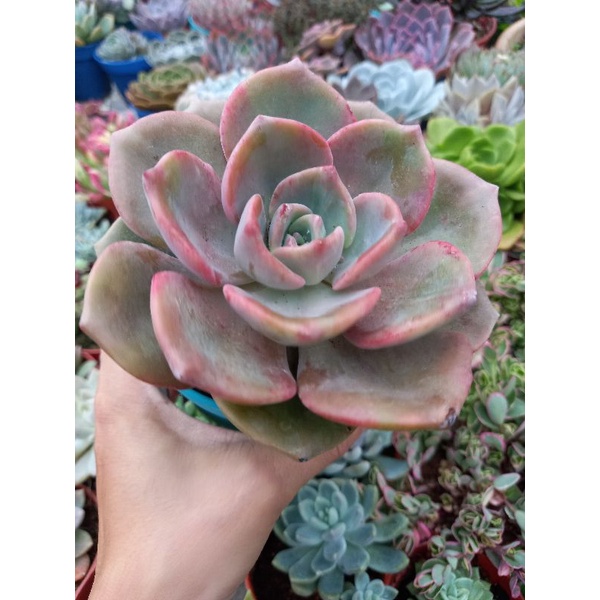 💥READY STOCK💥10.5pot彩虹糖多肉Graptoveria 'Mrs Richards'/Graptoveria 'Gypsy ...