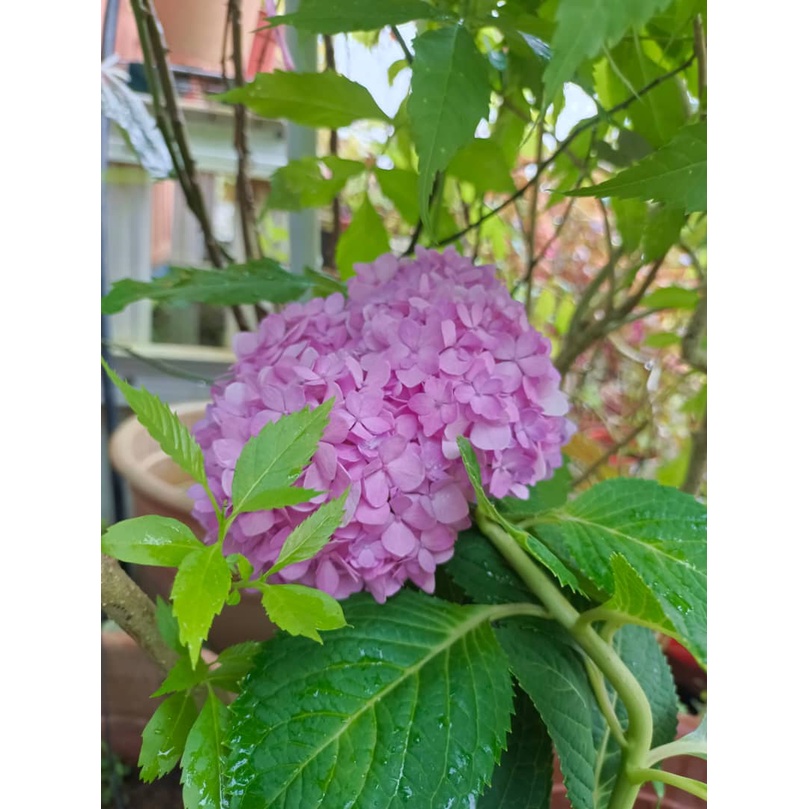 MKT - Hydrangea Macrophylla sapling / Anak Pokok Bunga Tiga Bulan ...