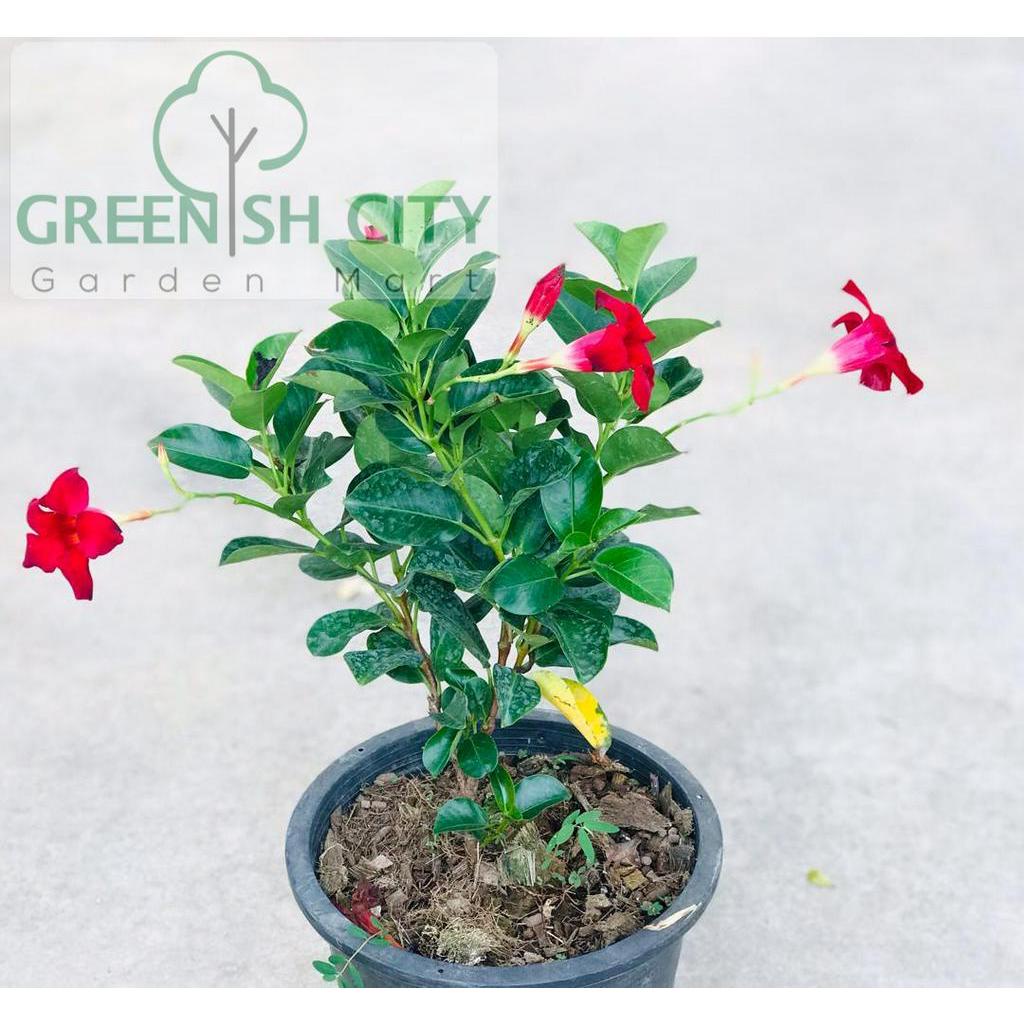 GNC - Mandevilla Sanderi Dipladenia Live Plant Pokok Bunga Gantung ...