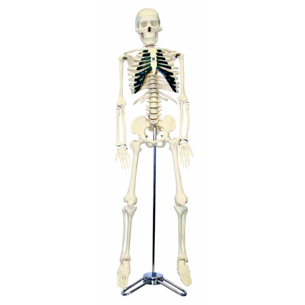 [Ready Stock] Anatomical Model 85cm Skeleton with Spinal Nerves | 85 cm ...