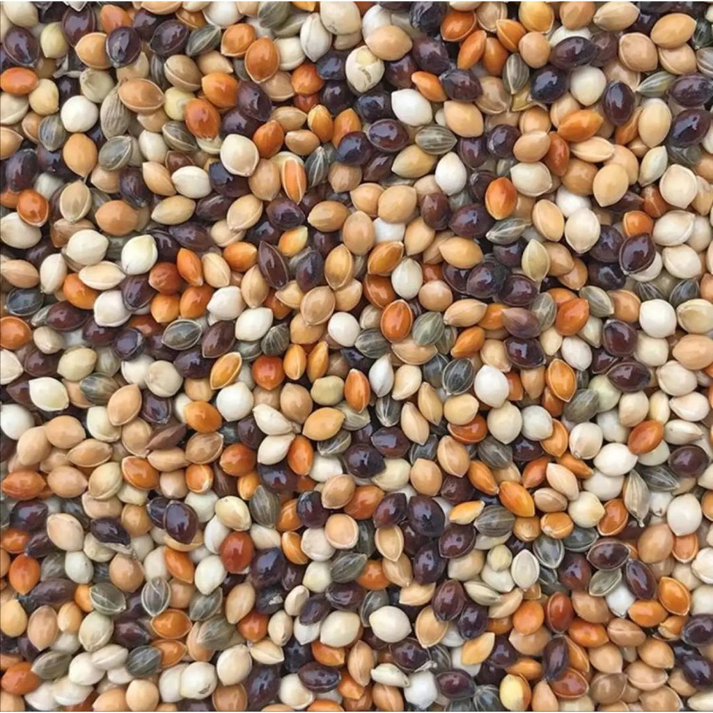 Premium Bird Millet Mixture Food (25Kg) | Shopee Malaysia