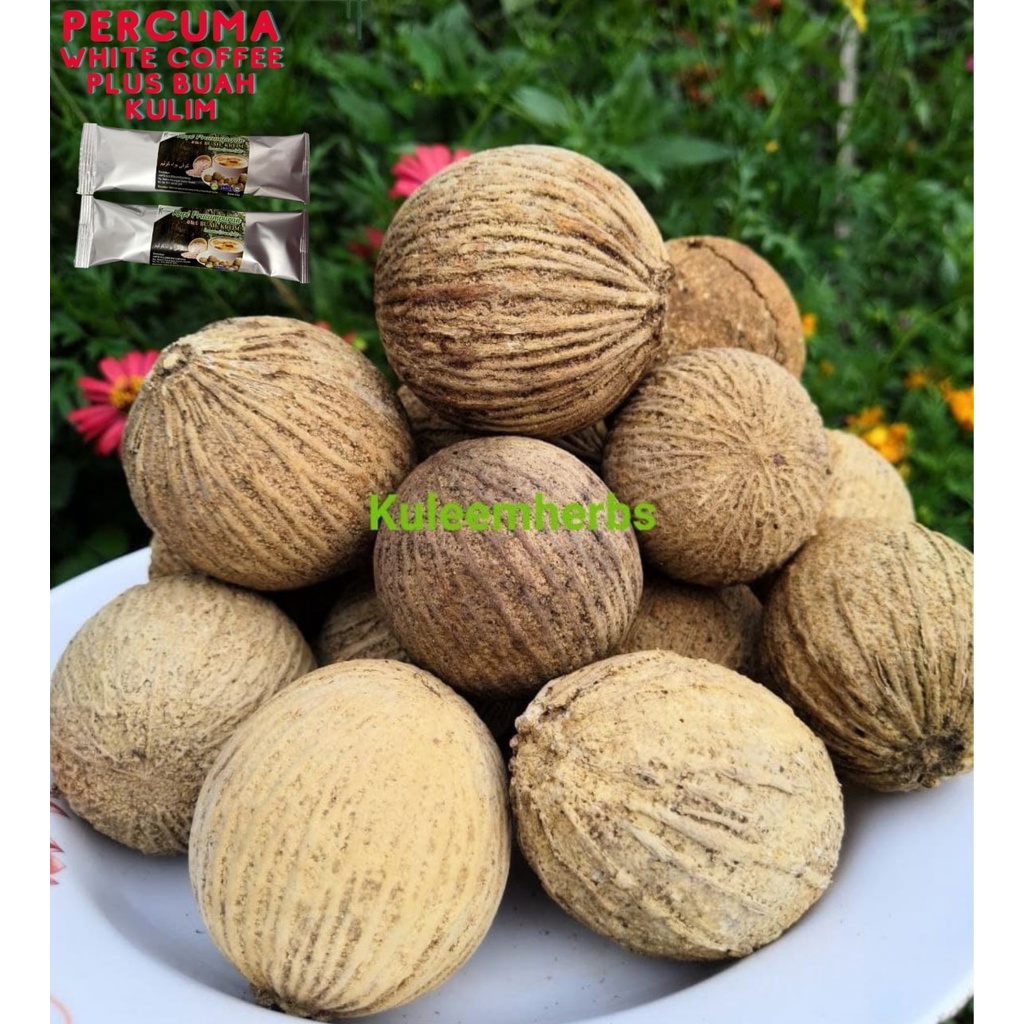 Buah kulim segar 1kg.@ bawang hutan @jungle garlic SAIZ BESAR. MUSIM ...