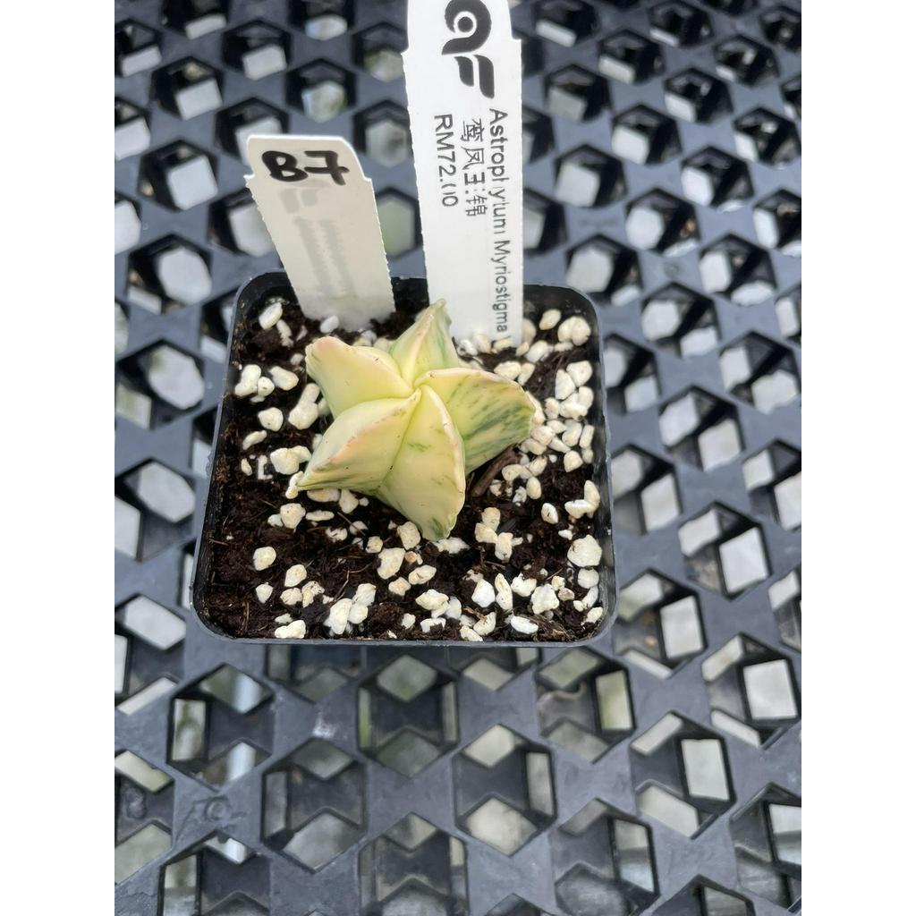 Augustfame - Astrophytum Myriostigma Variegated B7 鸾凤玉锦 Cactus ...