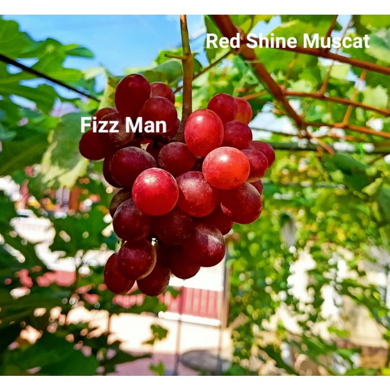 Anak Pokok Anggur (Red Shine Muscat) | Shopee Malaysia