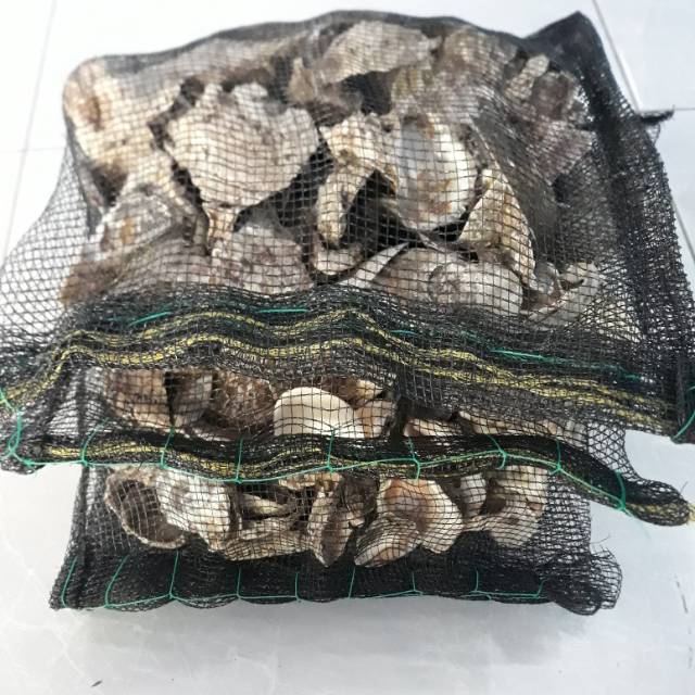 Oyster Shells For koi Fish Pond filter And Water PH Regulator | Shopee ...