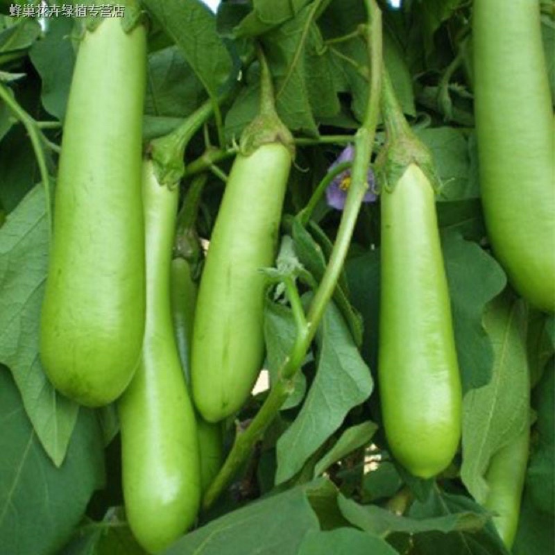 Pelbagai biji Benih terung /Various eggplant seeds 各种茄子种子 | Shopee Malaysia