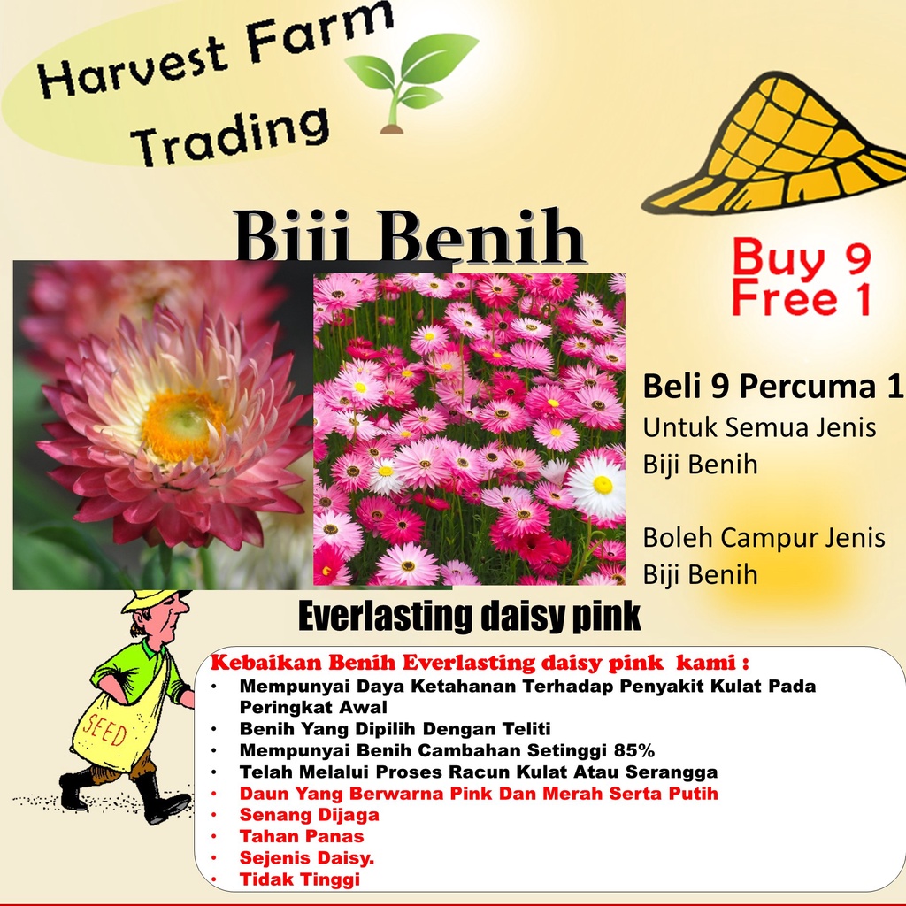 Everlasting daisy seeds 10- biji benih bunga daisy pink 永生菊種子四季耐热花种子 ...
