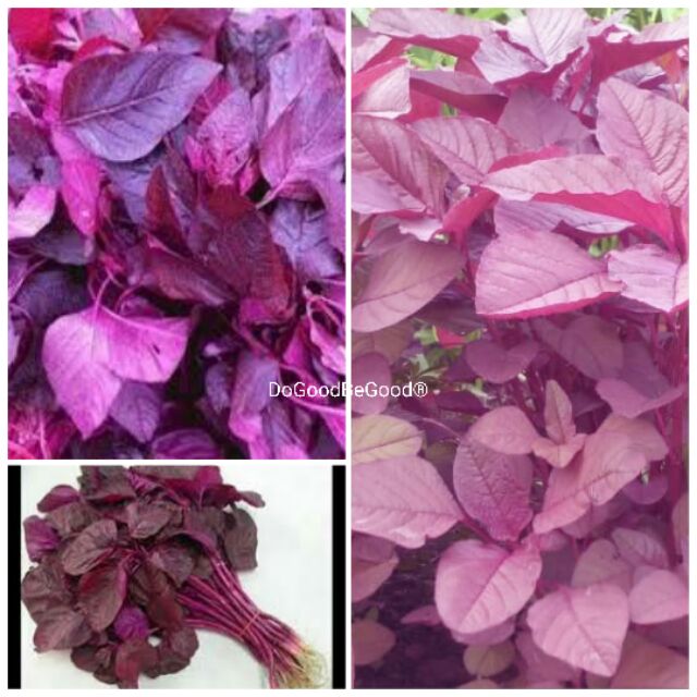 4GramsRed/Purple Spinach Seeds (code 88) | Shopee Malaysia