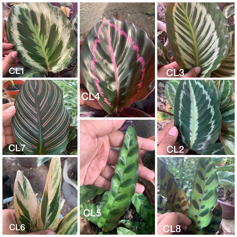 anak pokok Calathea yg diambil dari Induk(1 anak) | Shopee Malaysia