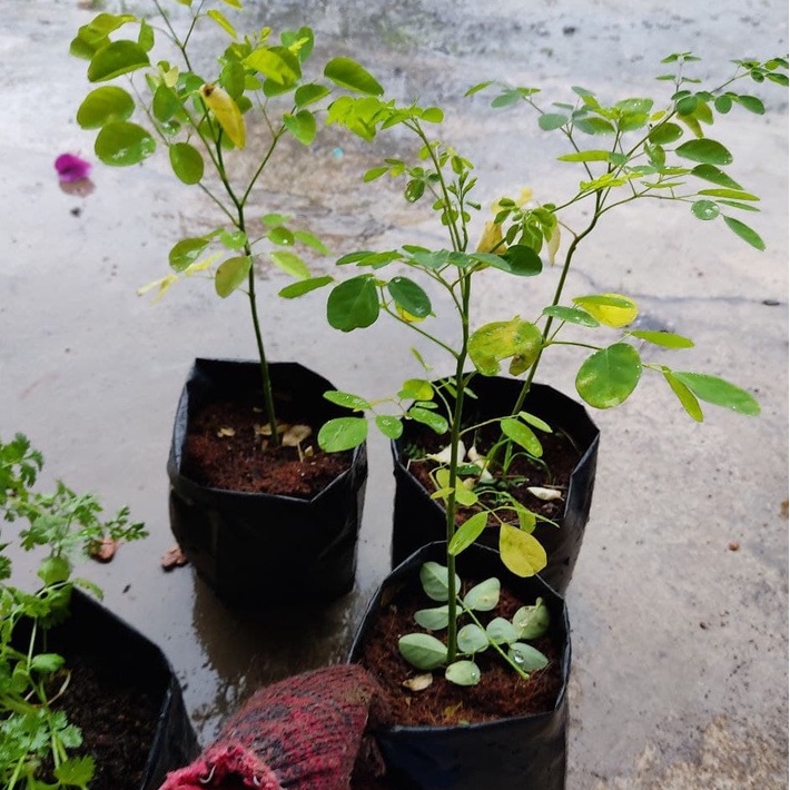 Anak Pokok Kelor / Munggai / Murungai / Murunggai / Moringa Oleifera ...