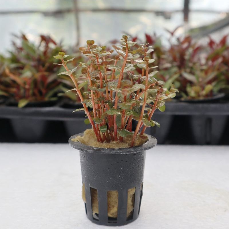 Rotala Blood Red (🔥best seller🔥) 12 stems | Shopee Malaysia