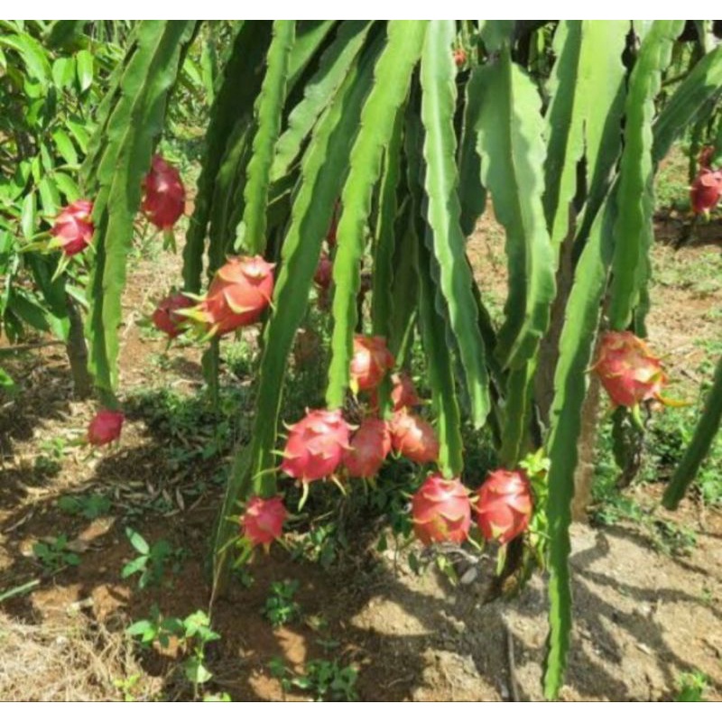 White/Yellow/Red Dragon Fruit Tree/Anan Pokok Buah naga Putih/กิ่งตัด ...