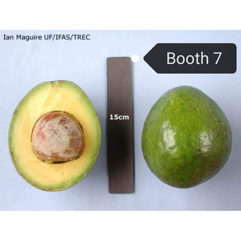 ANAK POKOK AVOCADO BOOTH 7🌱🔥Booth 7 Avacado Tree🌱🔥鳄鱼果 7 树苗🌱🔥Booth 7 ...