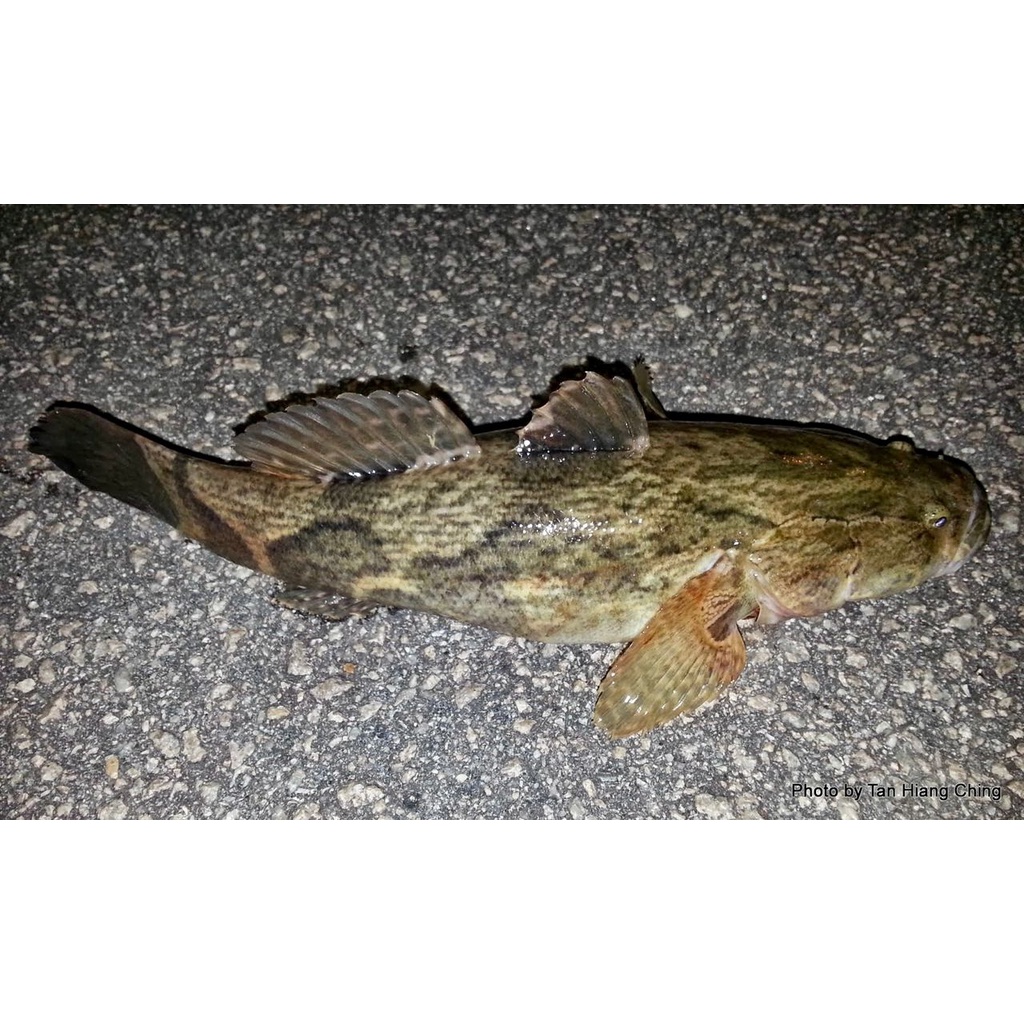 FRESH FROZEN Soon Hock Fish 1.7kg+/- ( Marble Goby ) / 顺壳鱼 | Shopee ...