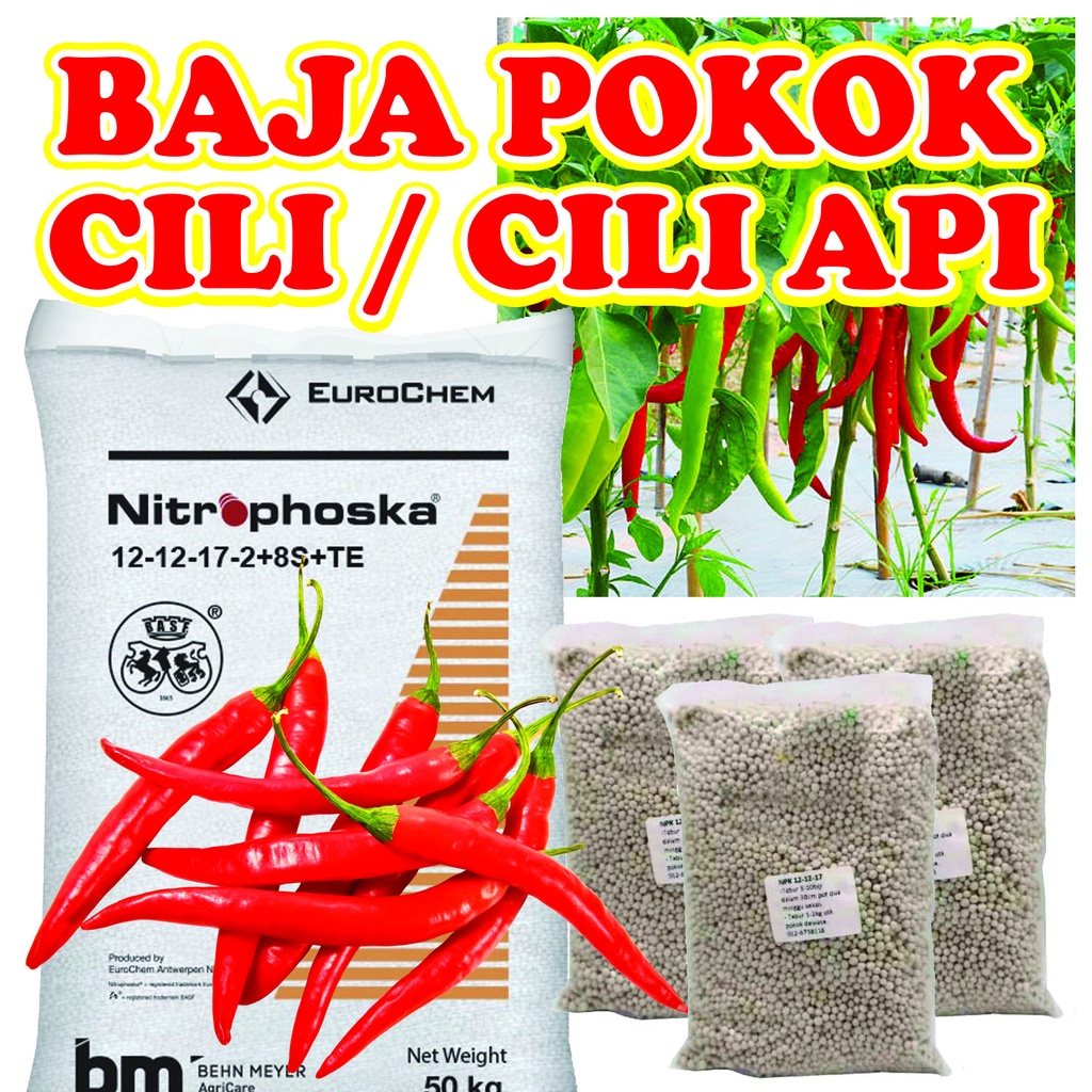 Baja Pokok Cili Besar Cili Api Cili Bara Cepat Berbunga Dan Berbuah ...