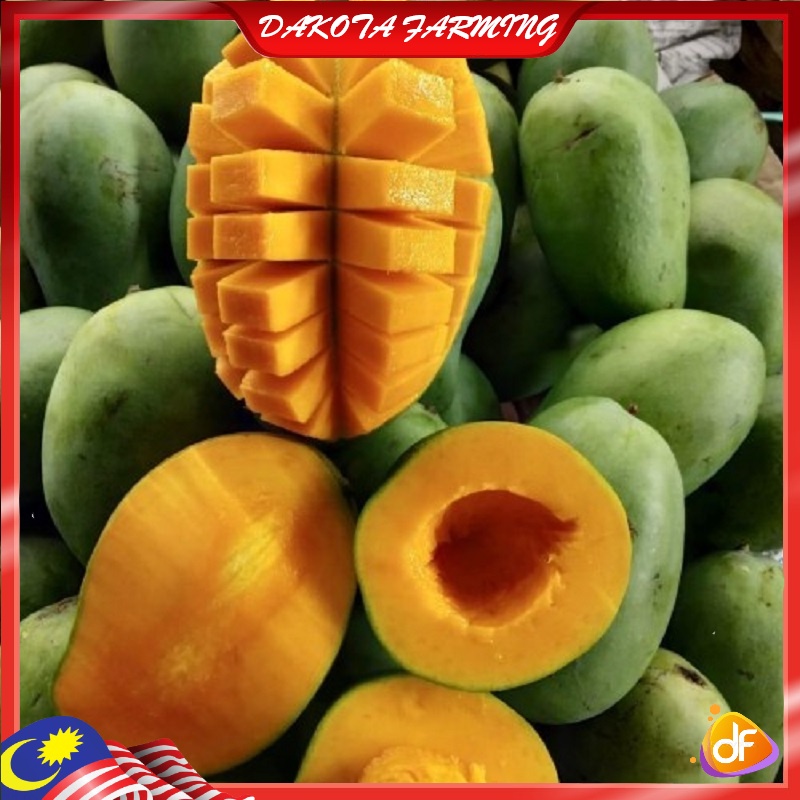 Mangga Mas Hitam Anak Pokok Mangga Mas Hitam | Shopee Malaysia