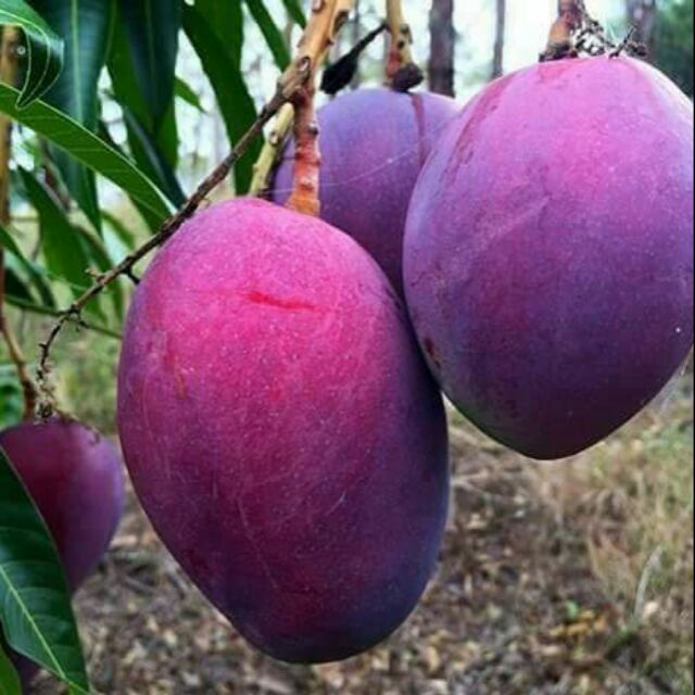 Pokok Mangga Irwin hybrid / Irwin Purple Mango Tree | Shopee Malaysia