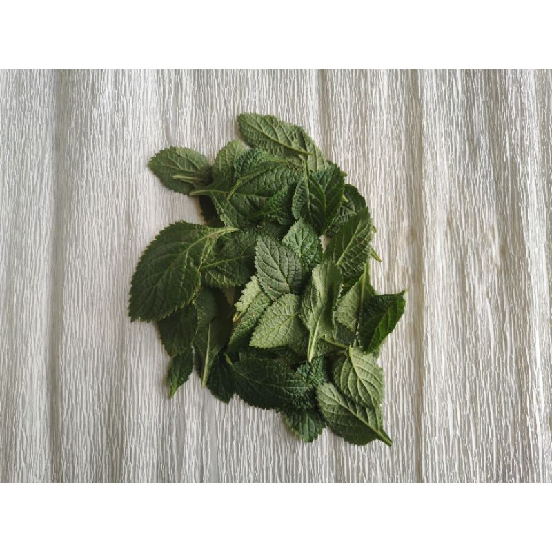 50pcs Blue Porterweed FRESH LEAVES/ Selasih Dandi, Jolok Cacing DAUN ...