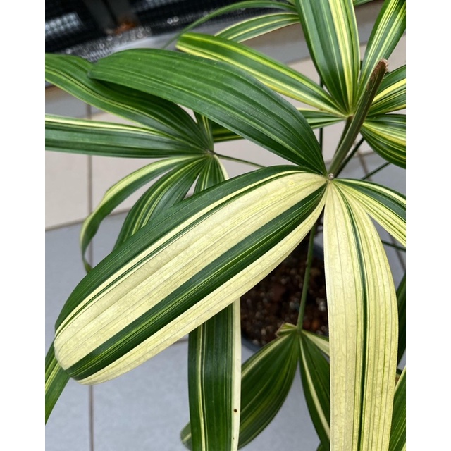 rhapis excelsa variegated(variegated finger palm) | Shopee Malaysia