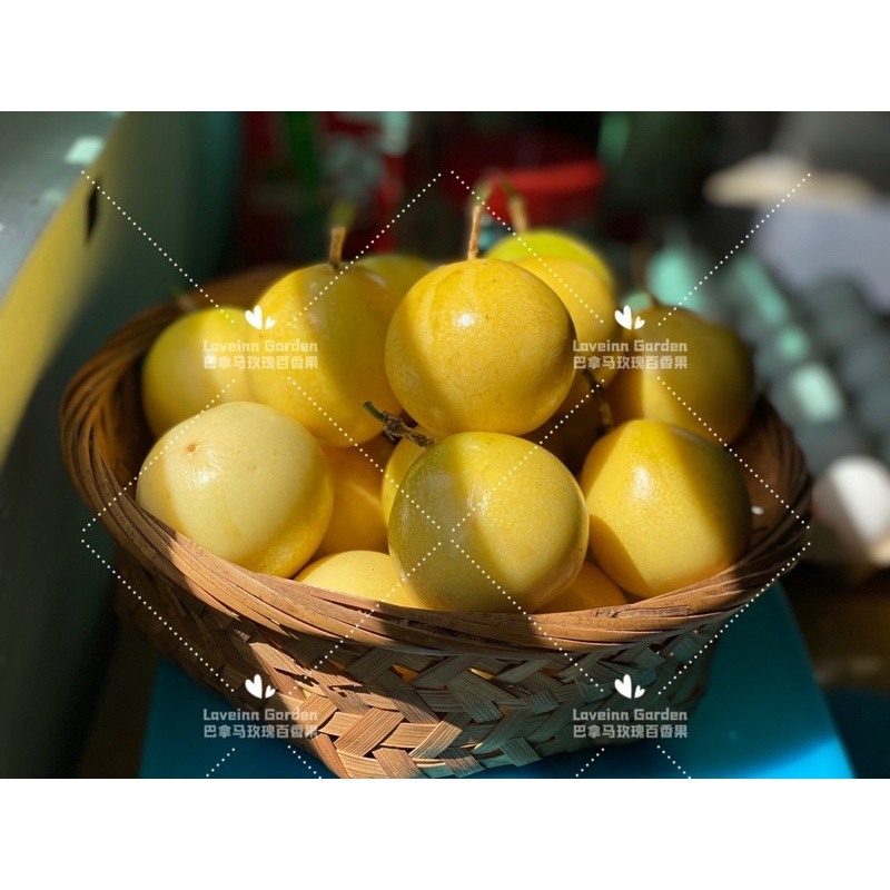 Buah Markisa 💛 巴拿马玫瑰百香果 🌹 Panama Golden Rose Passion Fruit 🌟 MyGap ...