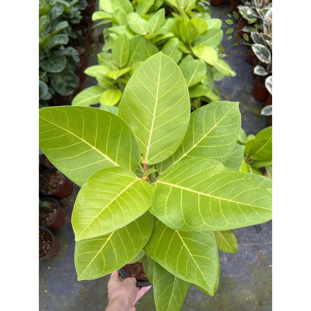 Berjaya Plant Nursery - Ficus Lyrata Bambino/Fiddle Fig(Pokok Ketapang ...