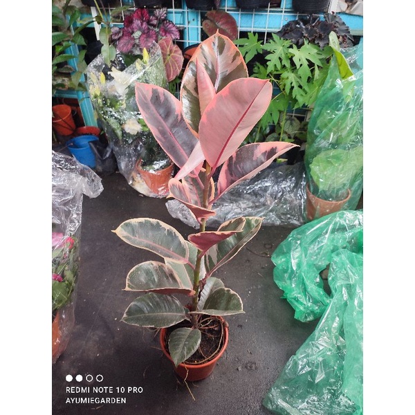 Ficus Elastica variegated/Rubber Tree | Shopee Malaysia