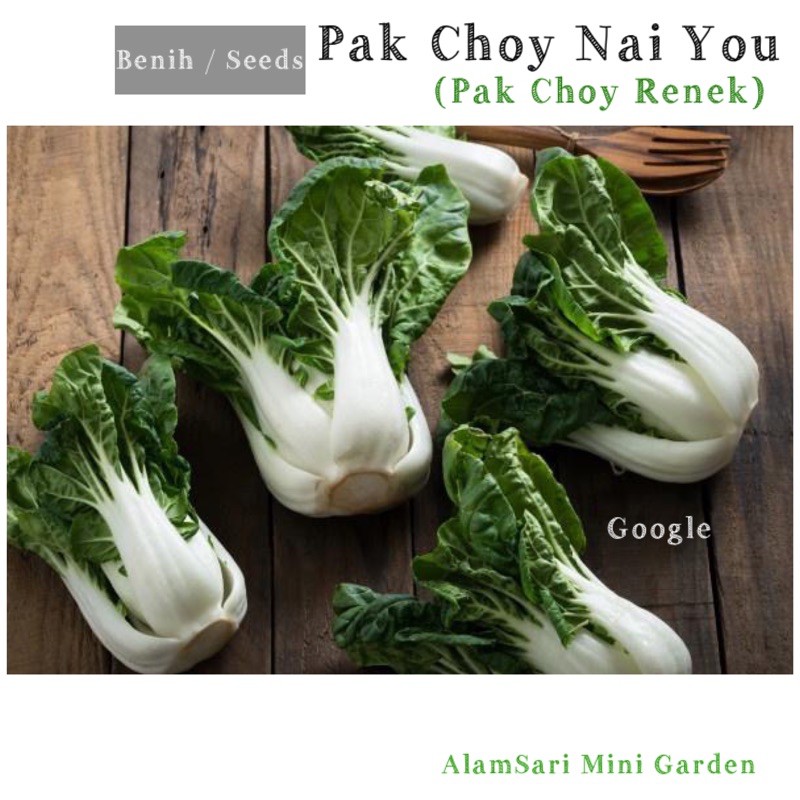 Benih/Seeds : Pak Choy Renek (Pak Choy Nai You) | Shopee Malaysia