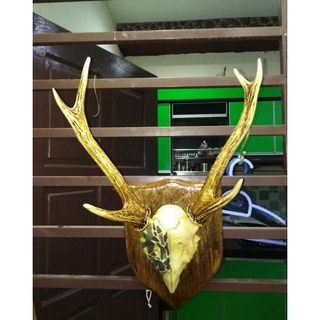 Tanduk rusa hiasan rare | Shopee Malaysia