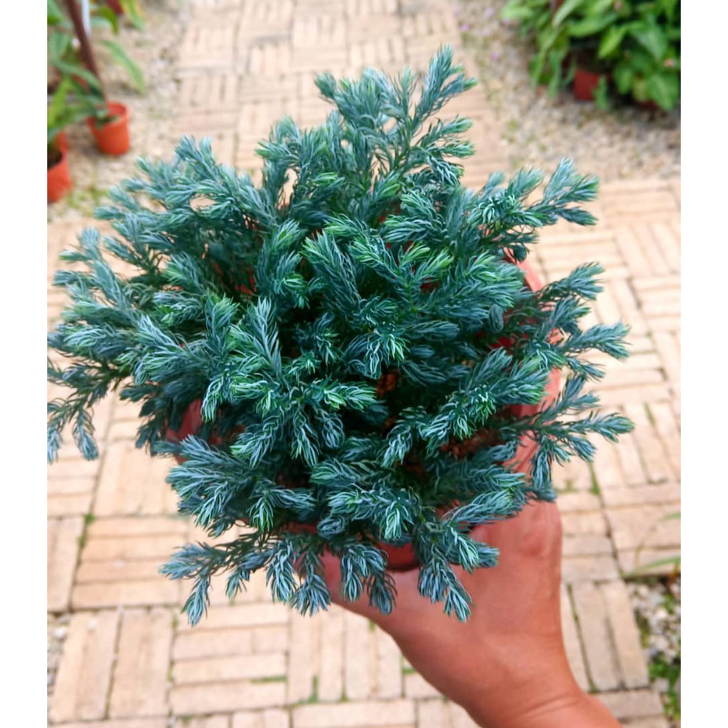 House Plants - Round Cedar Pine ( Silver Blue ) | Shopee Malaysia