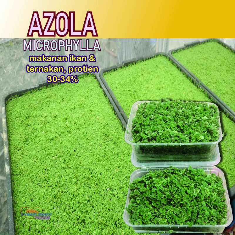 #AZOLA MICROPHYLLA (200g):Makanan ikan talapia, keli, puyu, patin ...